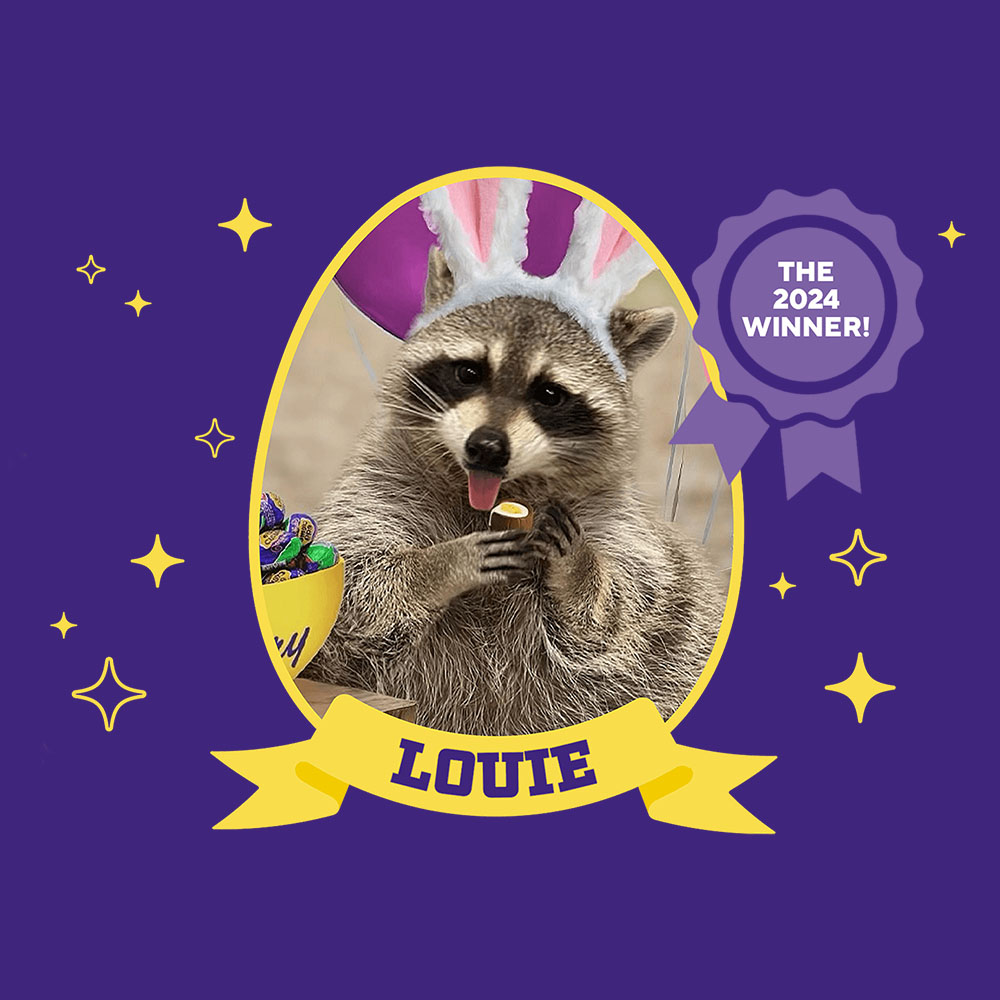 Cadbury Bunny Hall of Fame | CADBURY Chocolate